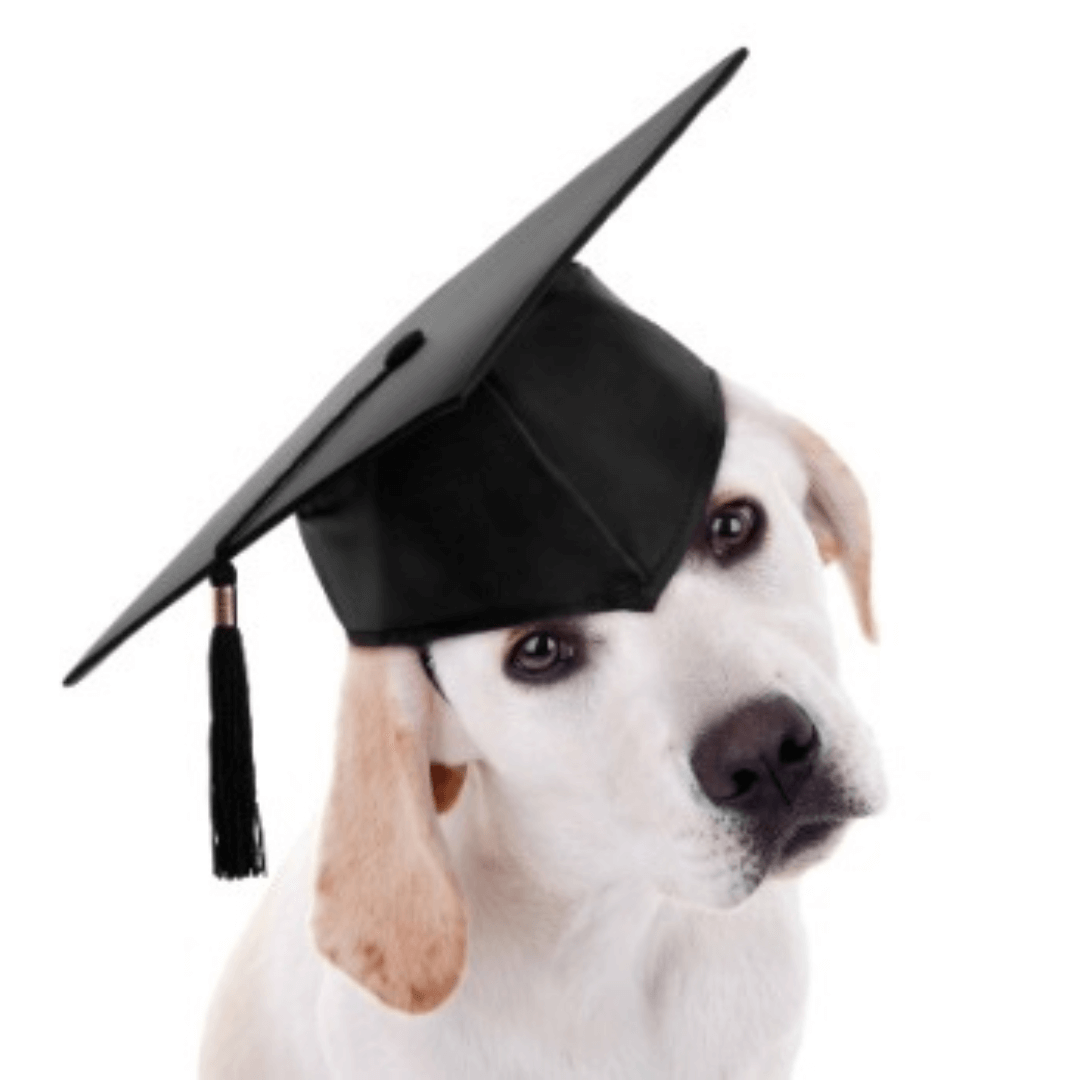 Meet our 2023 graduates - Freedom Service Dogs