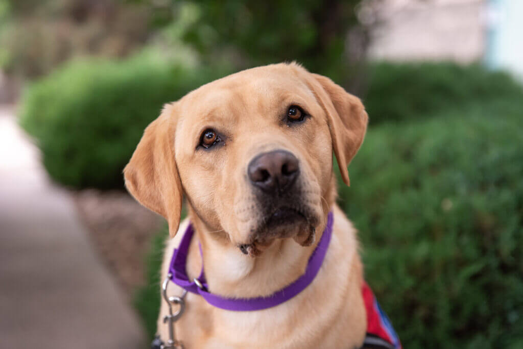 Dogs Make a Difference for Veterans - Freedom Service Dogs