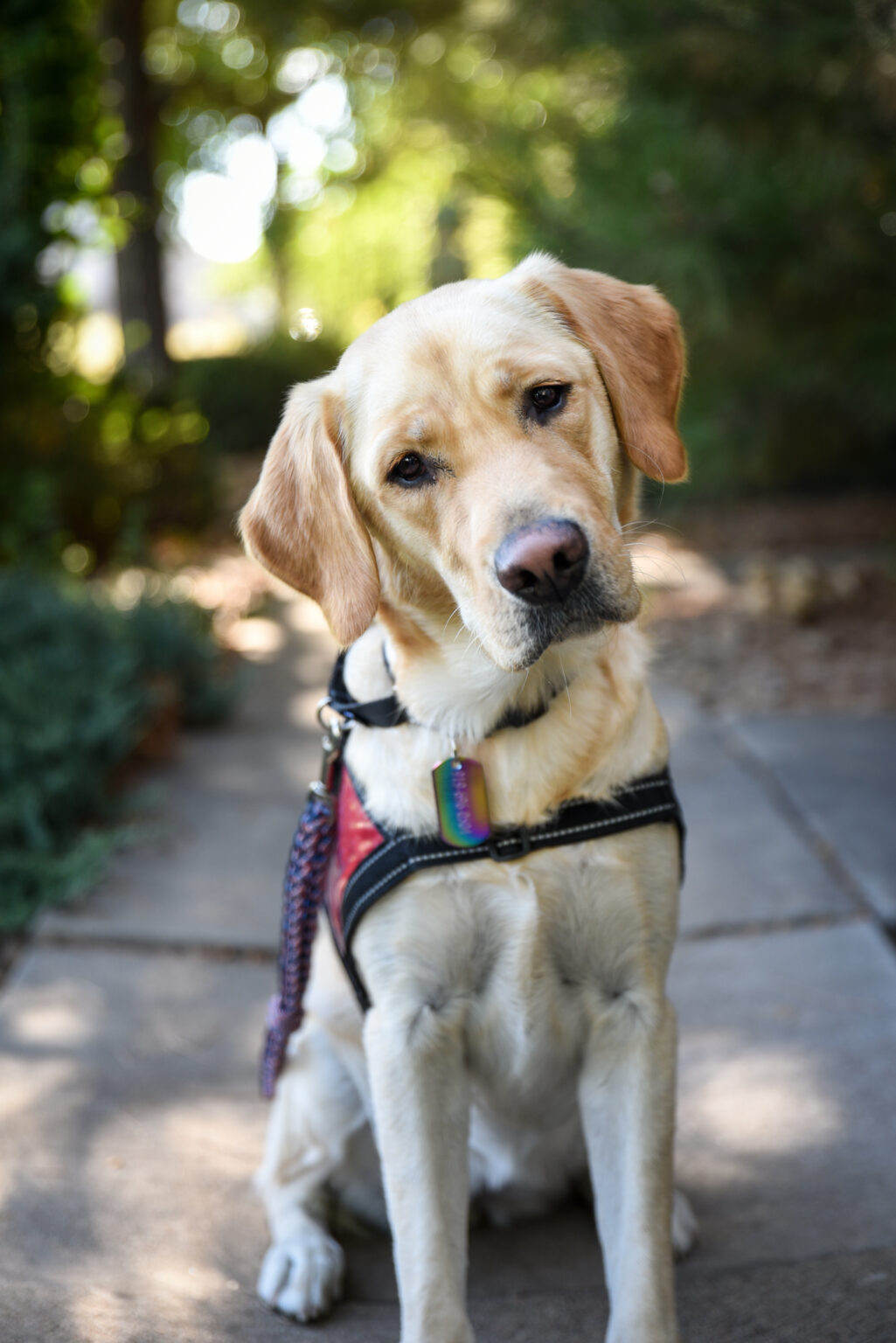 10 Interesting Facts About Service Dogs - Freedom Service Dogs