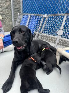 10 Interesting Facts About Service Dogs - Freedom Service Dogs