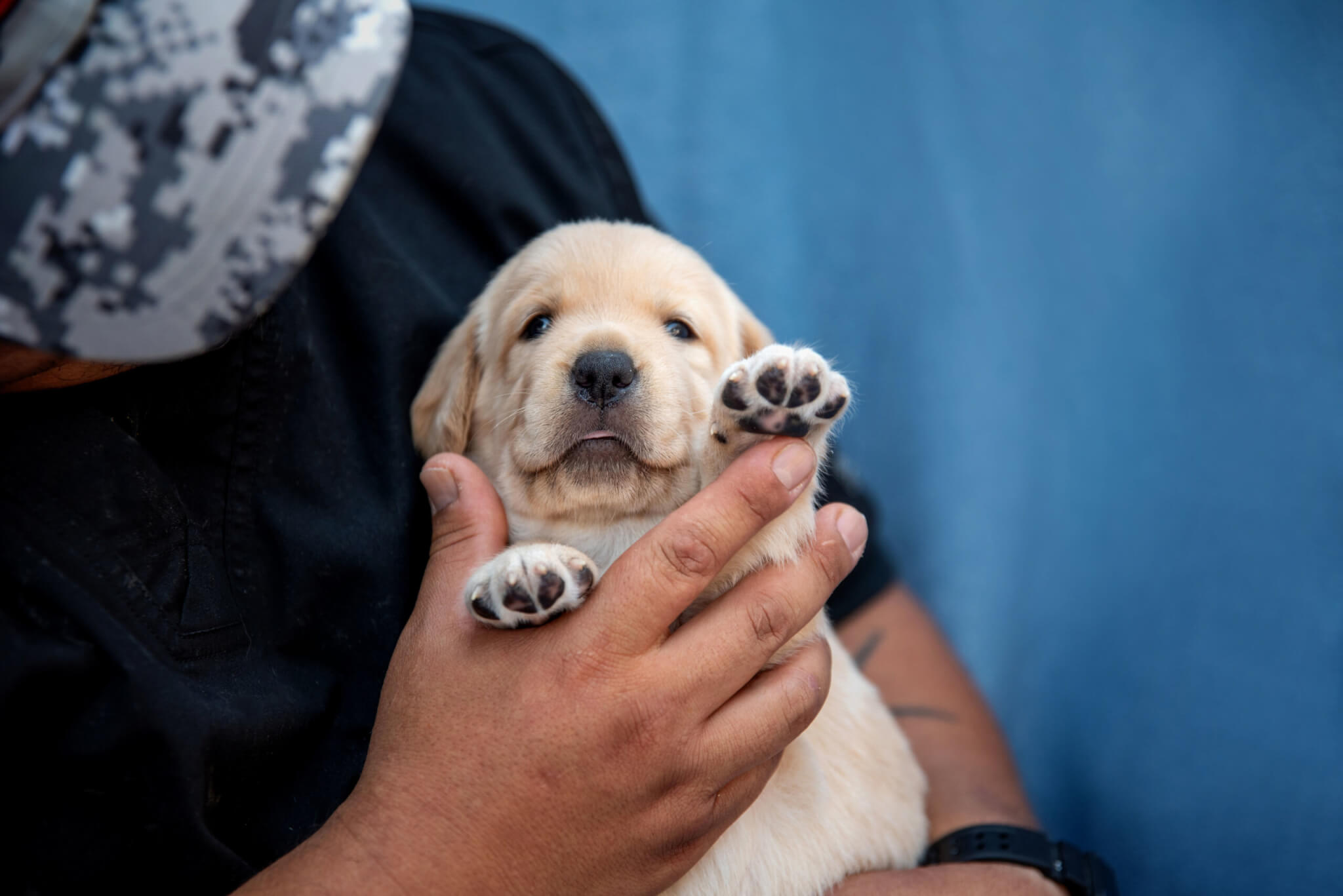 Inside Puppy Prison Programs - Freedom Service Dogs
