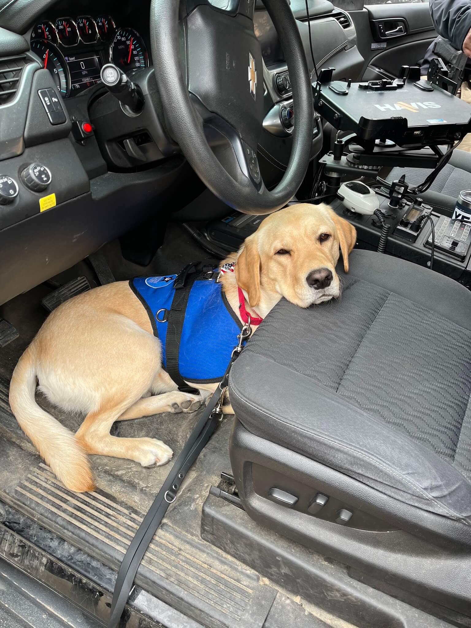 Brian & Guster - Freedom Service Dogs
