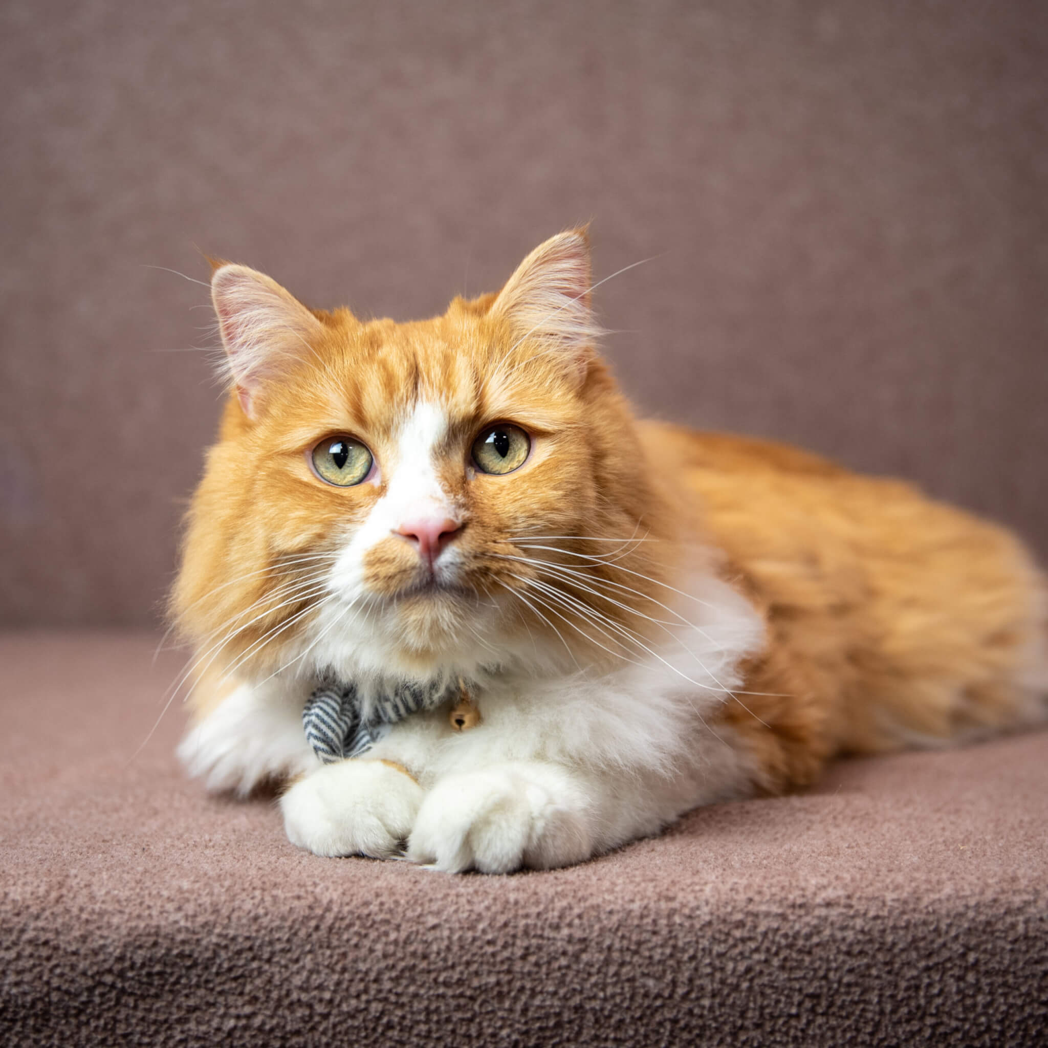 Meet FSD’s Facility Cats - Freedom Service Dogs